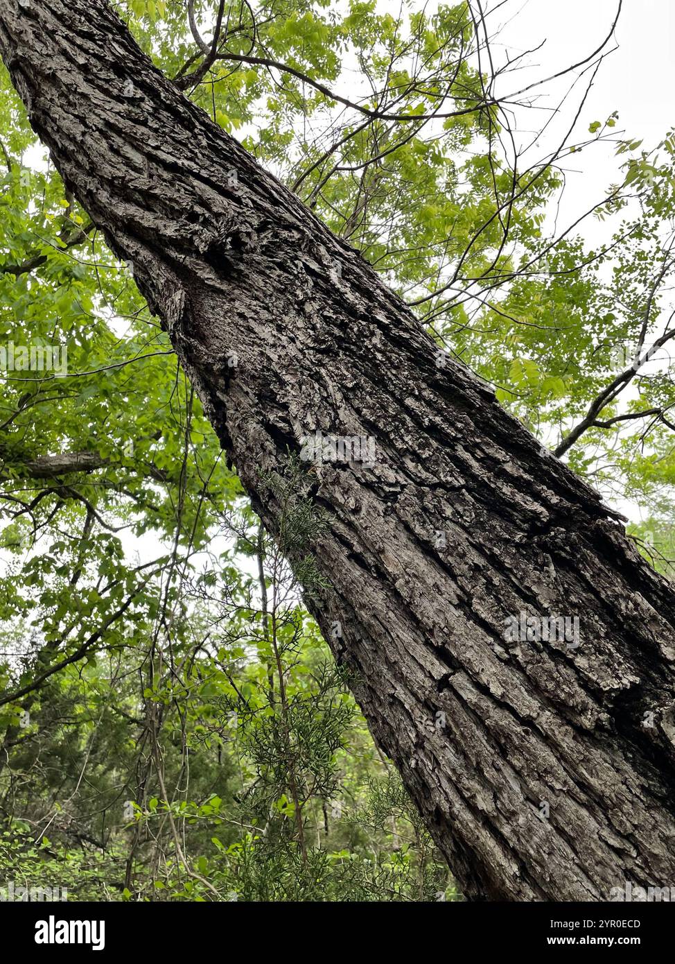 Arizona black walnut hi-res stock photography and images - Alamy
