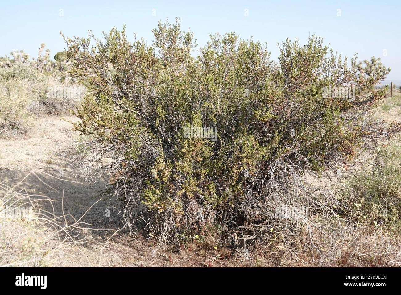 Purshia glandulosa hi-res stock photography and images - Alamy