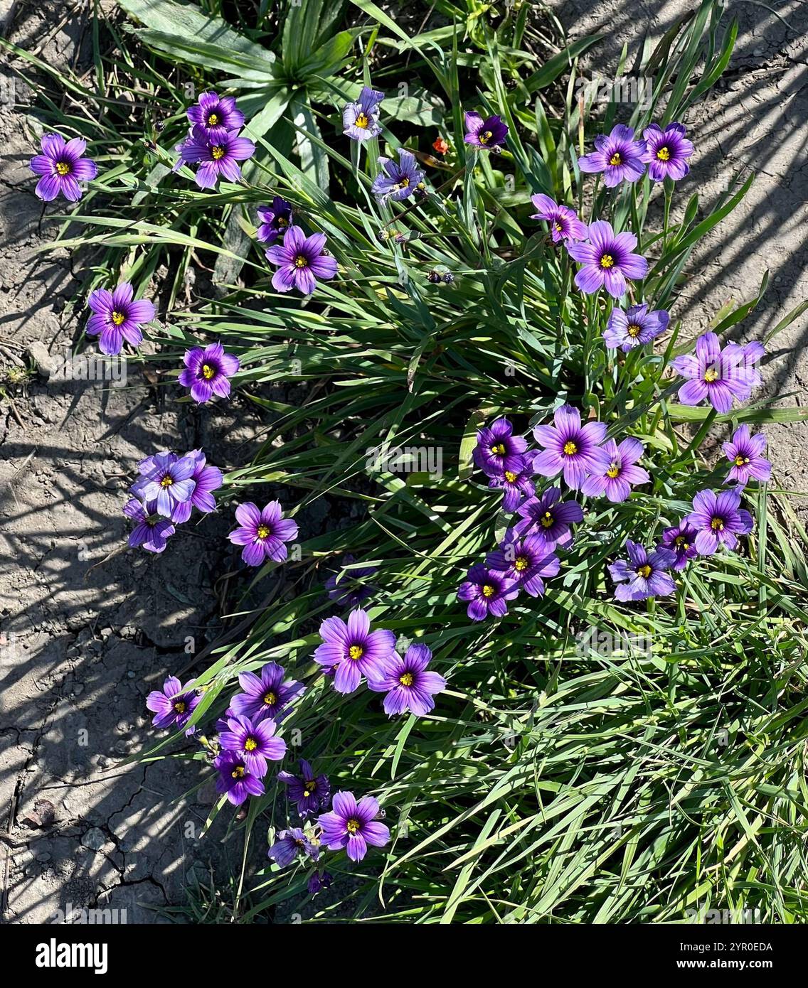 western blue-eyed grass (Sisyrinchium bellum Stock Photo - Alamy