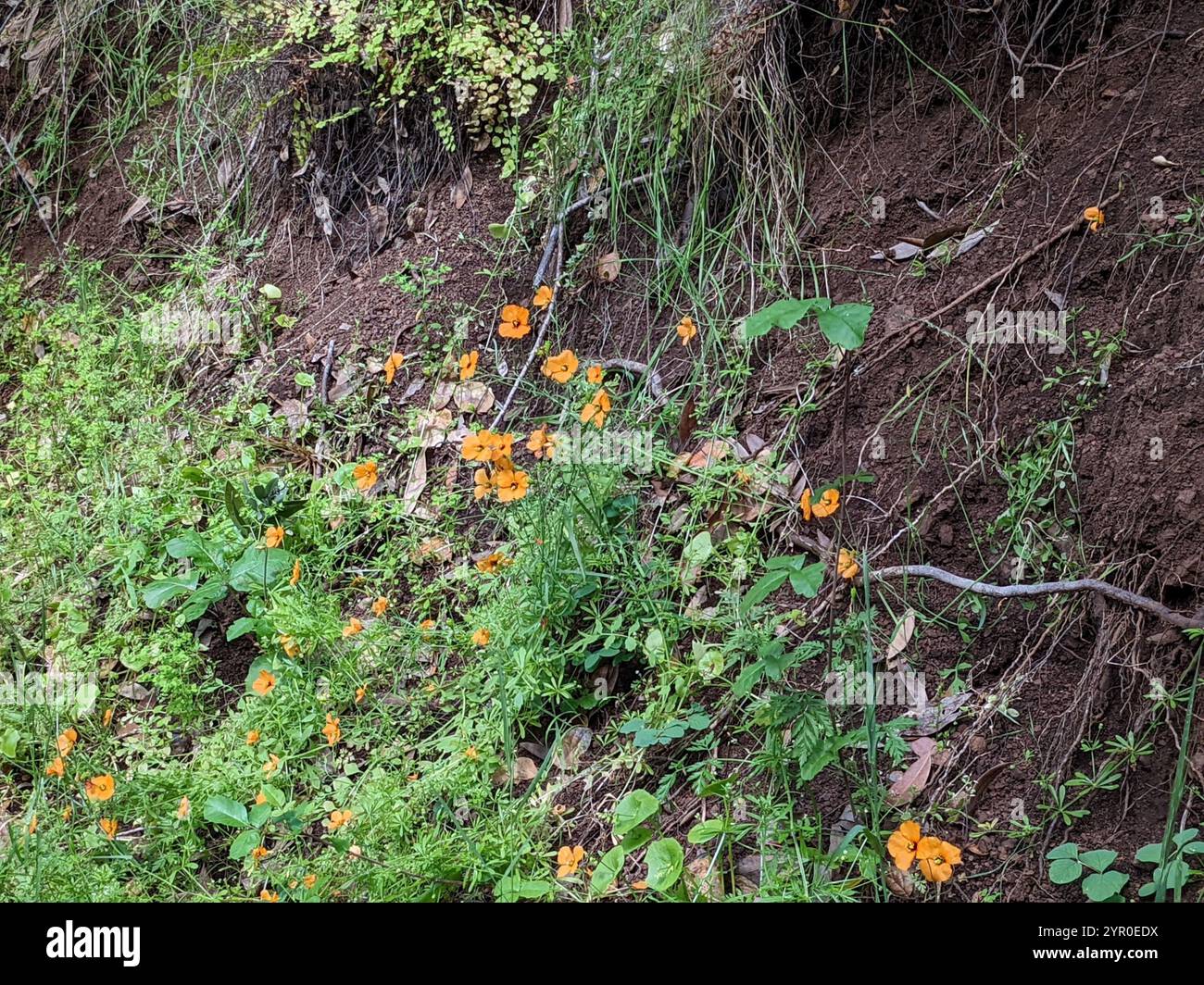 wind poppy (Papaver heterophyllum Stock Photo - Alamy