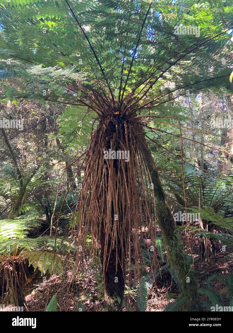 Smith's tree fern (Cyathea smithii Stock Photo - Alamy