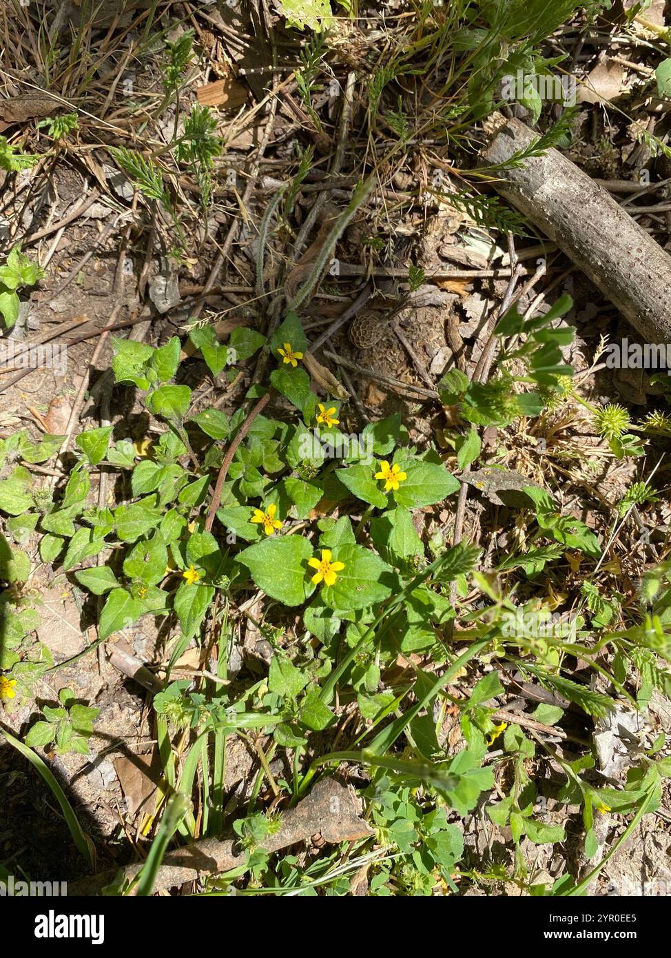straggler daisy (Calyptocarpus vialis Stock Photo - Alamy