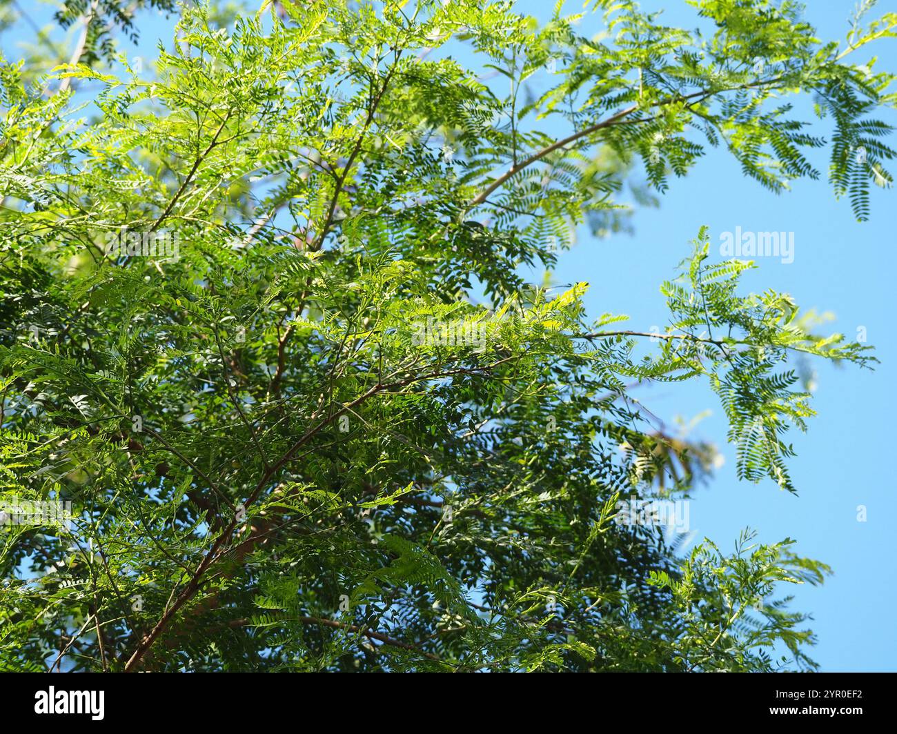 White leadtree (Leucaena leucocephala Stock Photo - Alamy