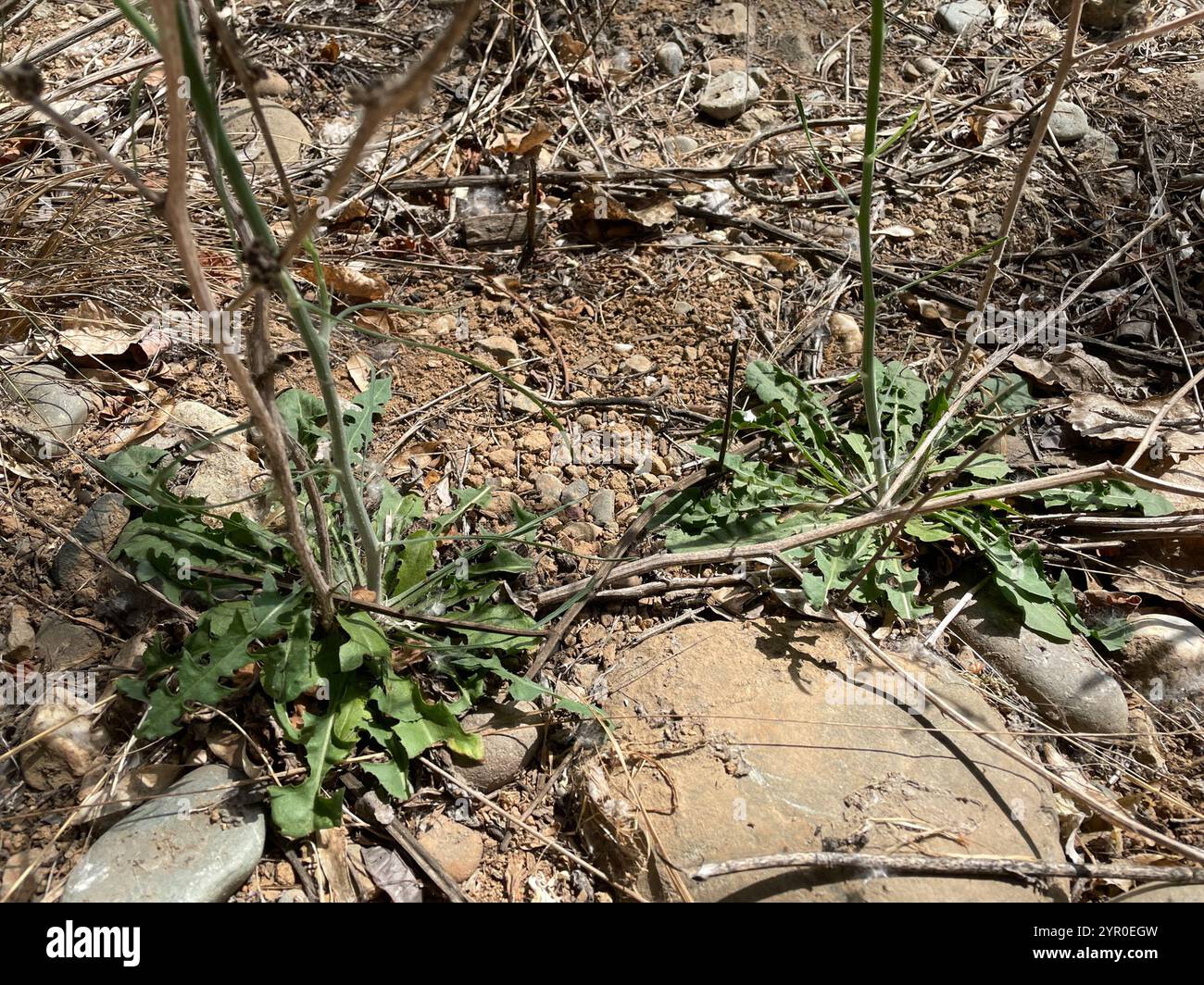 Rush Skeletonweed (Chondrilla juncea Stock Photo - Alamy