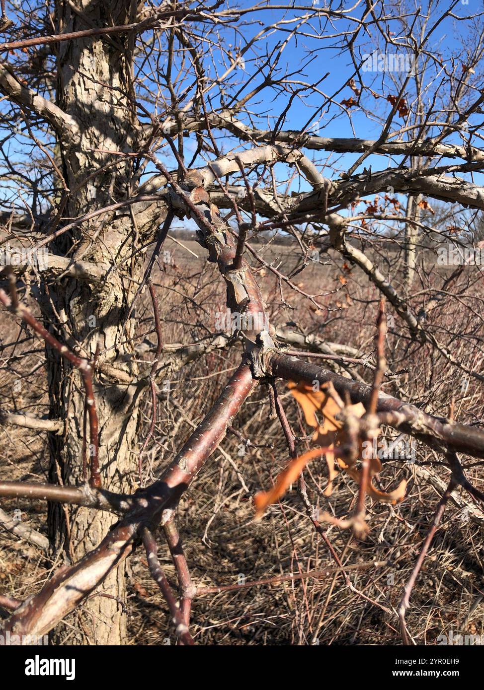 swamp white oak (Quercus bicolor Stock Photo - Alamy