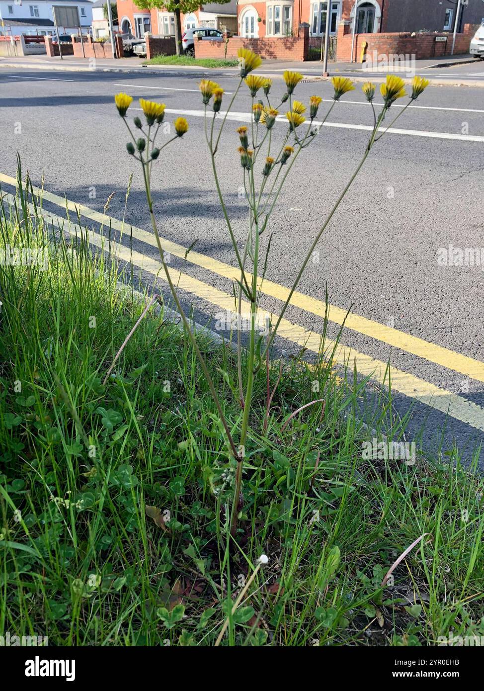 Beaked Hawksbeard (Crepis vesicaria Stock Photo - Alamy