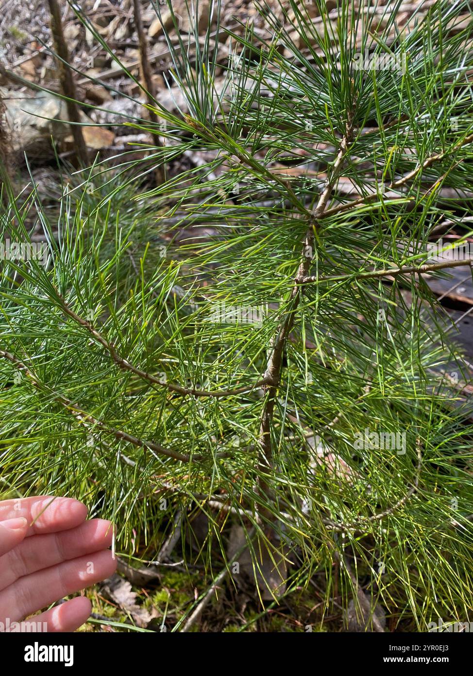 western white pine (Pinus monticola Stock Photo - Alamy