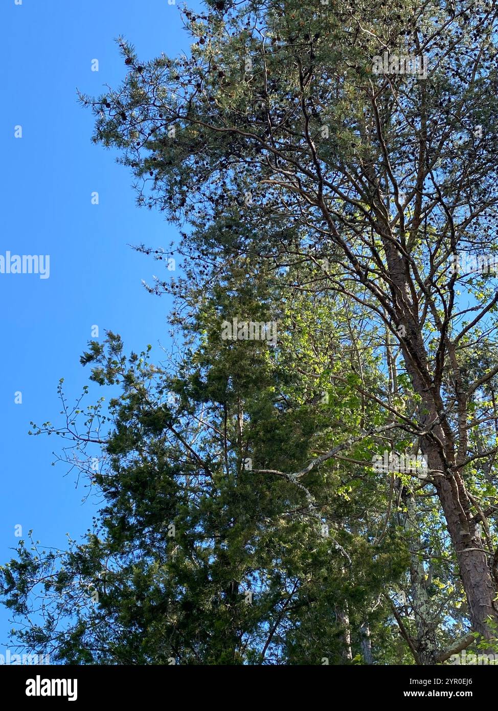 Virginia pine (Pinus virginiana Stock Photo - Alamy