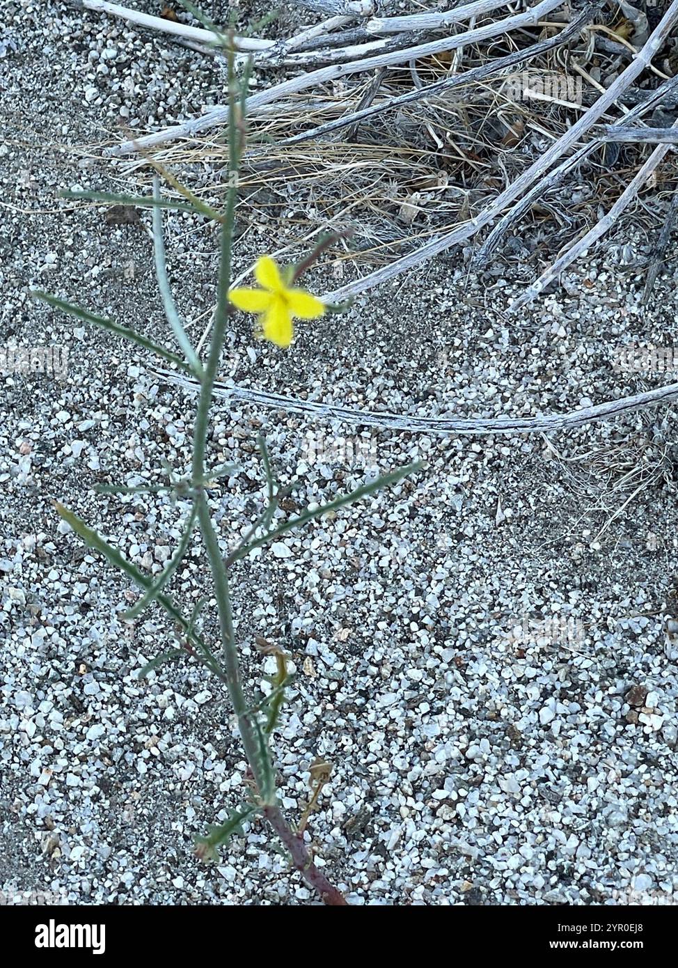 California primrose (Eulobus californicus Stock Photo - Alamy