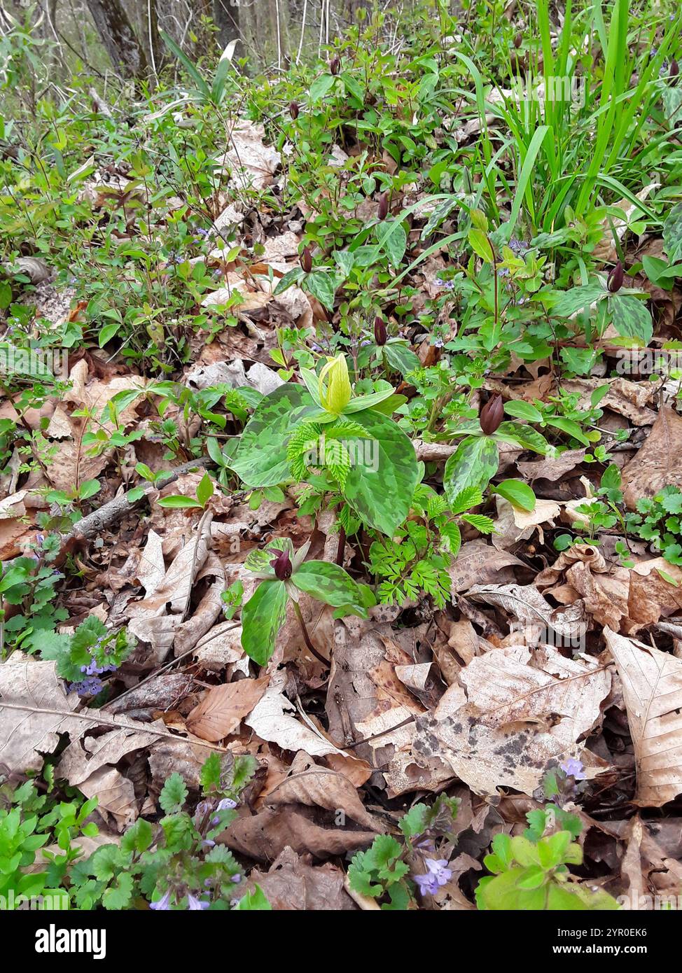 toadshade (Trillium sessile Stock Photo - Alamy