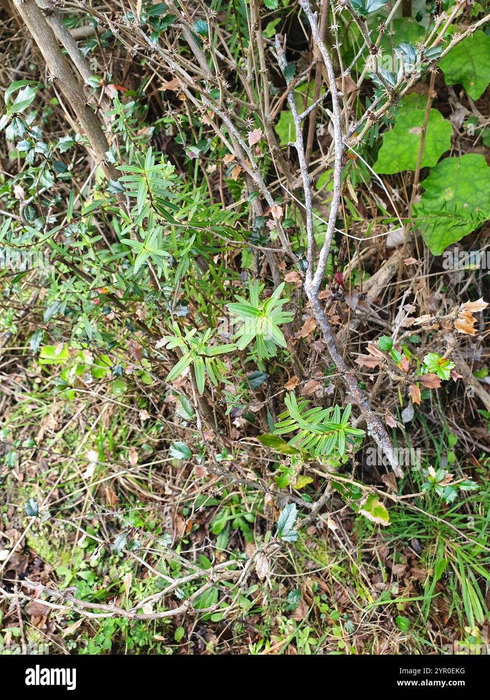Tree Hebe (Veronica parviflora Stock Photo - Alamy