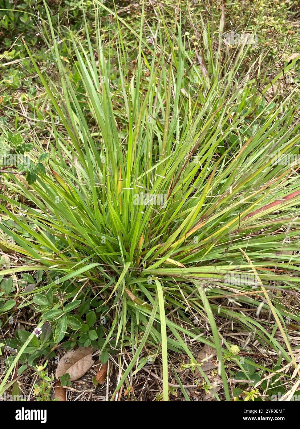 Elliott's lovegrass (Eragrostis elliottii Stock Photo - Alamy