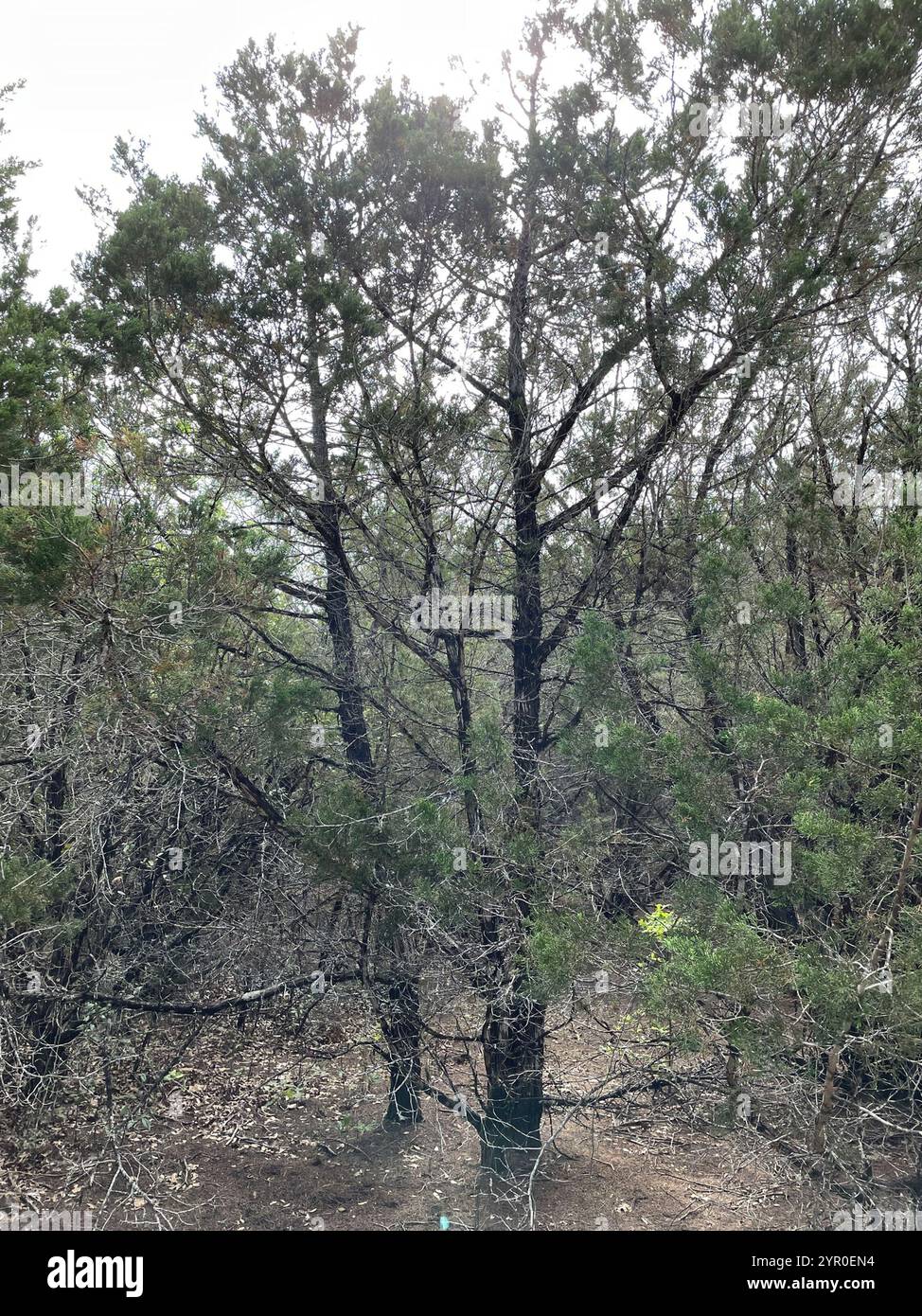 Ashe juniper (Juniperus ashei Stock Photo - Alamy