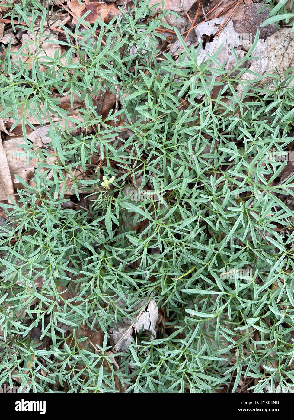 Forkleaf Toothwort (Cardamine dissecta Stock Photo - Alamy