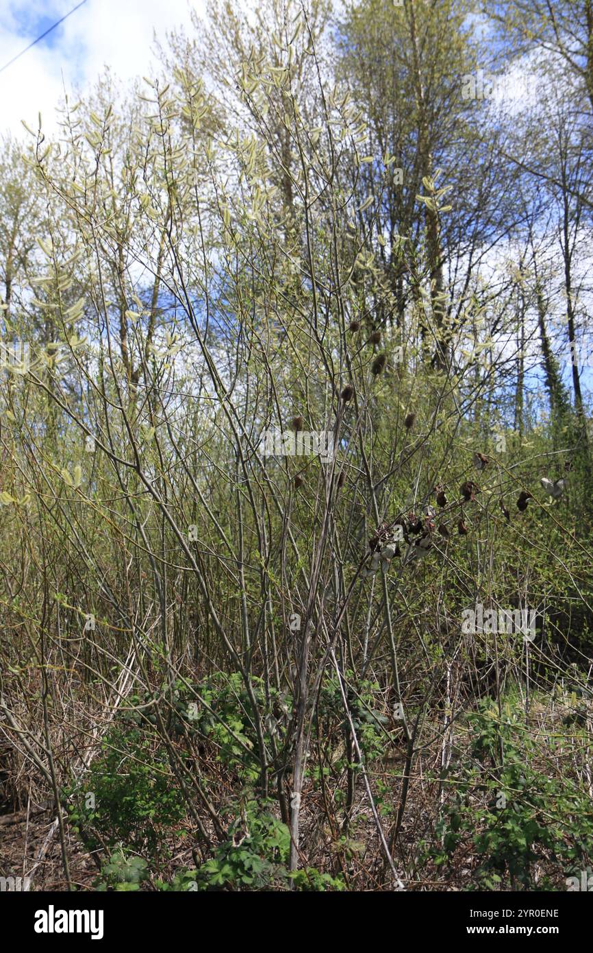 coastal willow (Salix hookeriana Stock Photo - Alamy