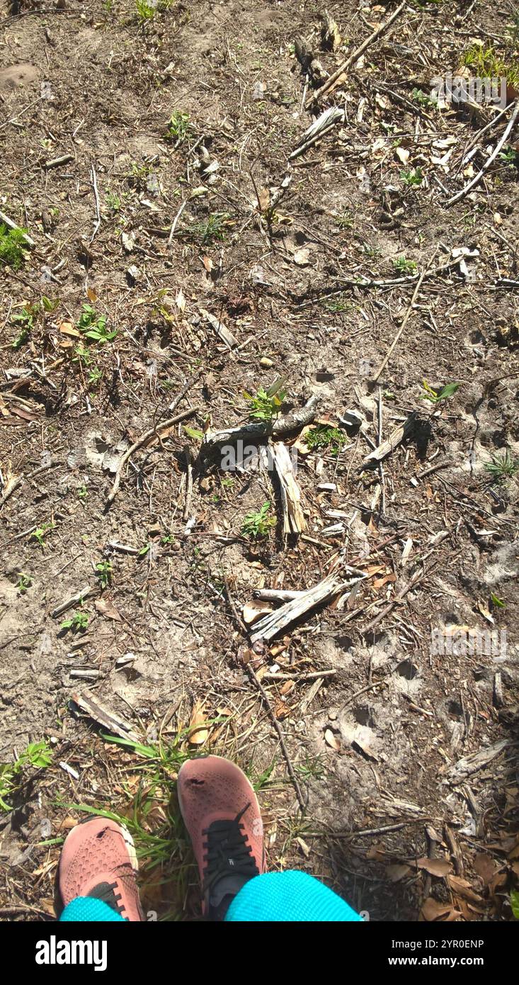 Pit trapping antlions hi-res stock photography and images - Alamy