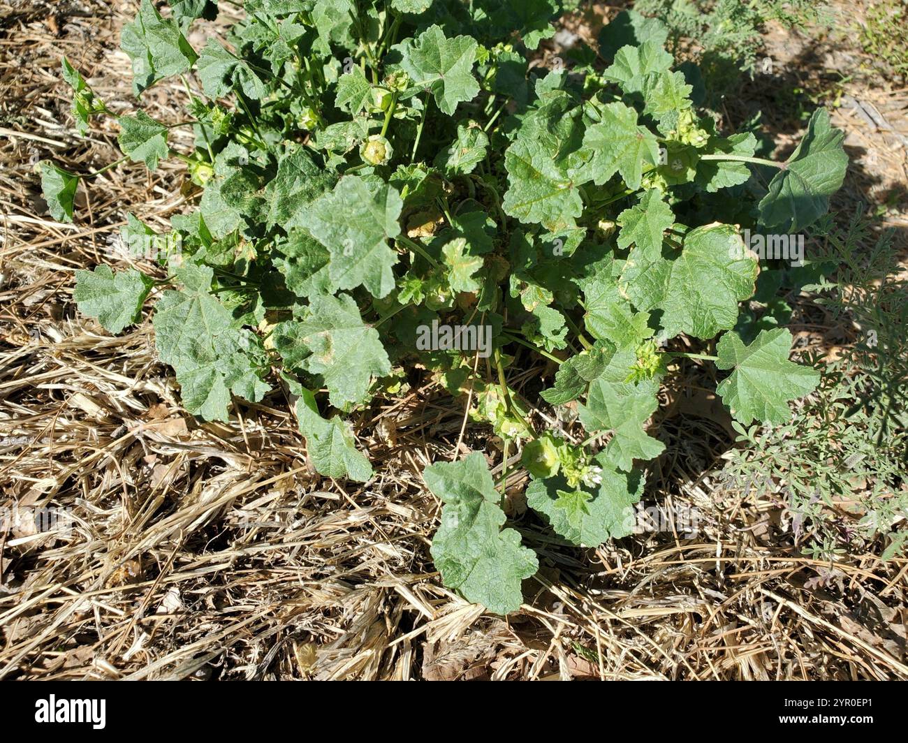 cheeseweed mallow (Malva parviflora Stock Photo - Alamy