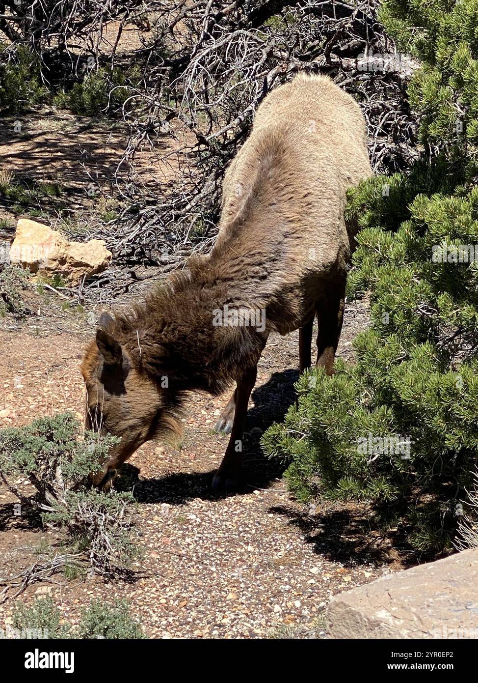 Wapiti (Cervus canadensis Stock Photo - Alamy