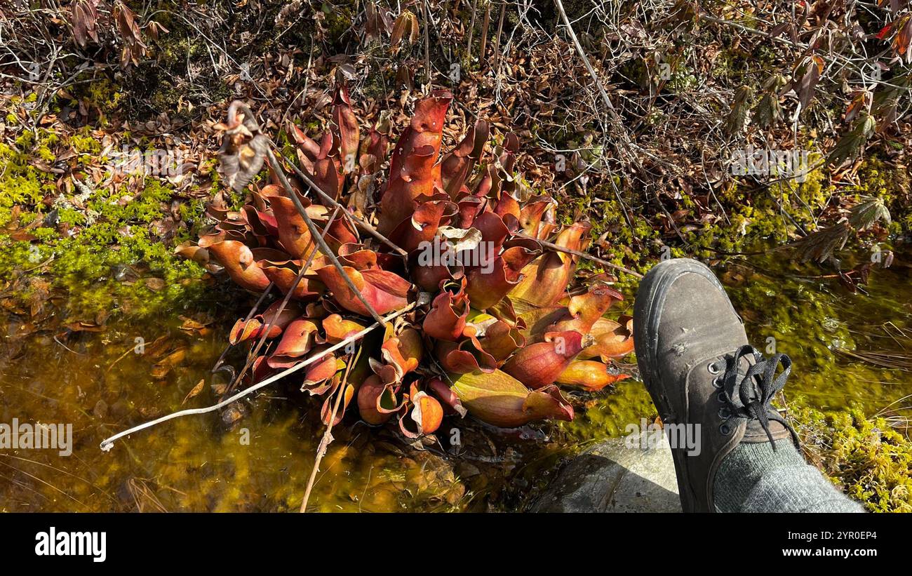 northern purple pitcher plant (Sarracenia purpurea purpurea Stock Photo ...