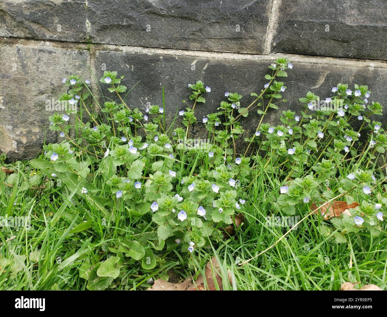 bird's-eye speedwell (Veronica persica Stock Photo - Alamy