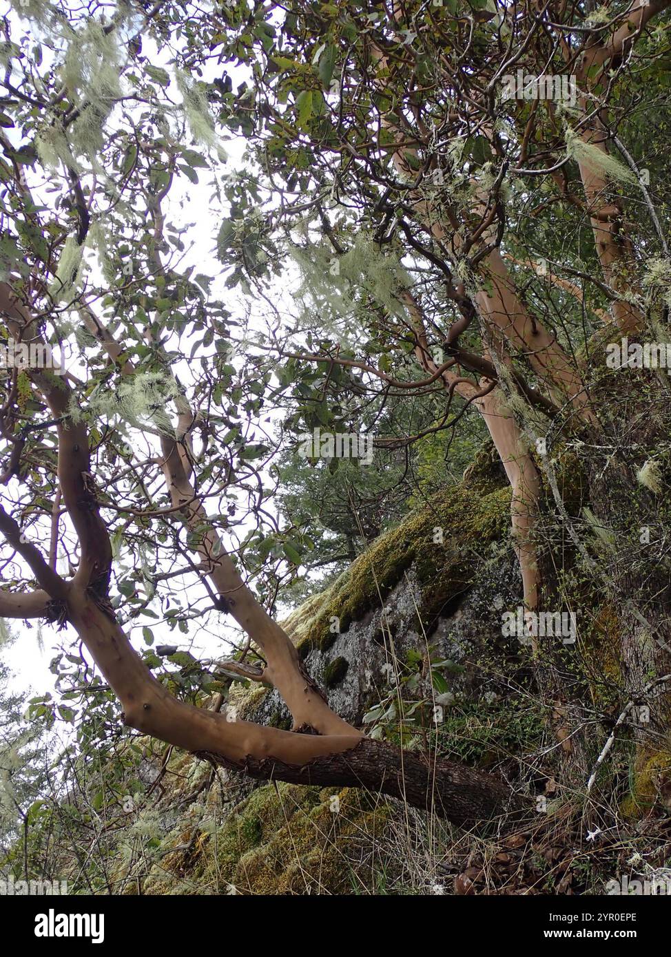 Pacific madrone (Arbutus menziesii Stock Photo - Alamy
