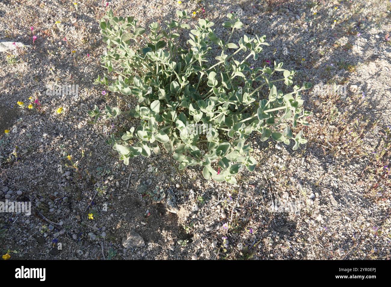 Wishbone Bush (Mirabilis laevis Stock Photo - Alamy