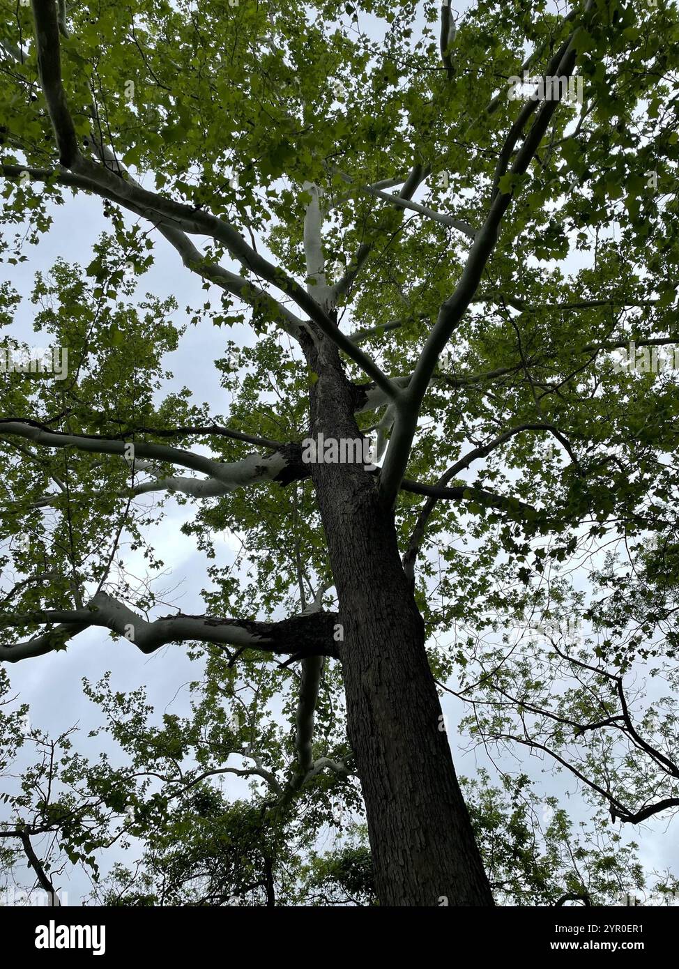 American sycamore (Platanus occidentalis Stock Photo - Alamy