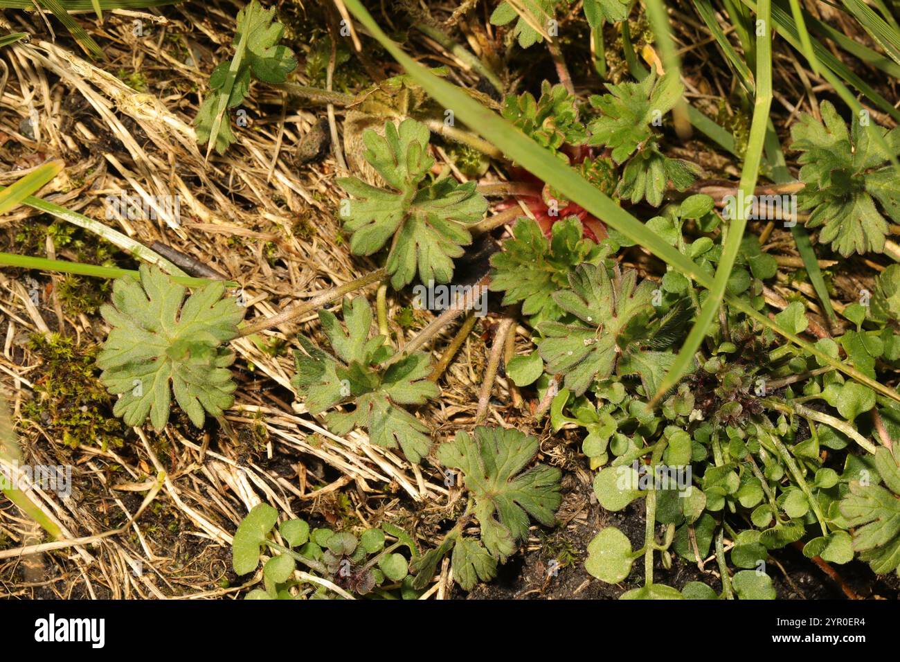 bulbous buttercup (Ranunculus bulbosus Stock Photo - Alamy