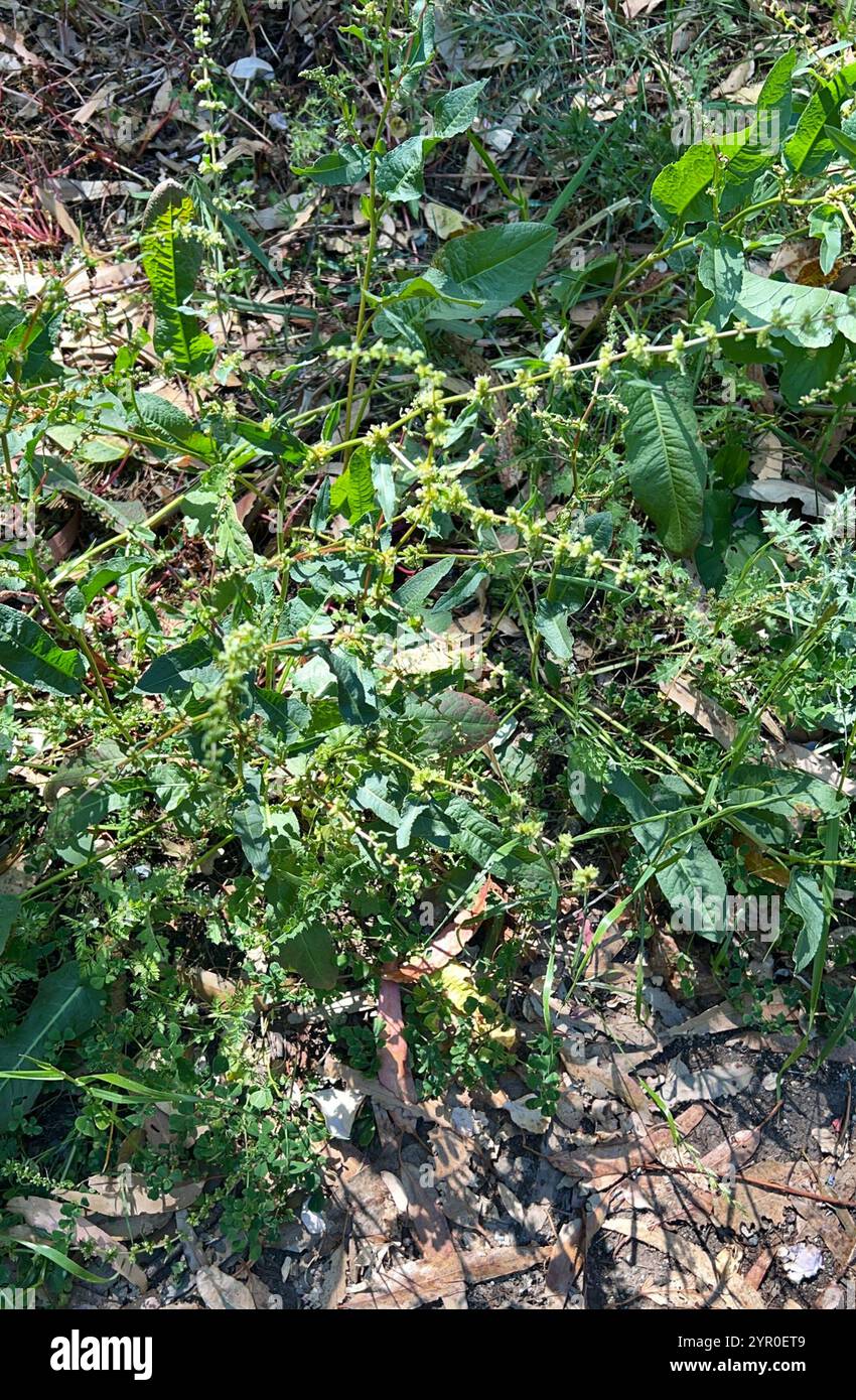 fiddle dock (Rumex pulcher Stock Photo - Alamy