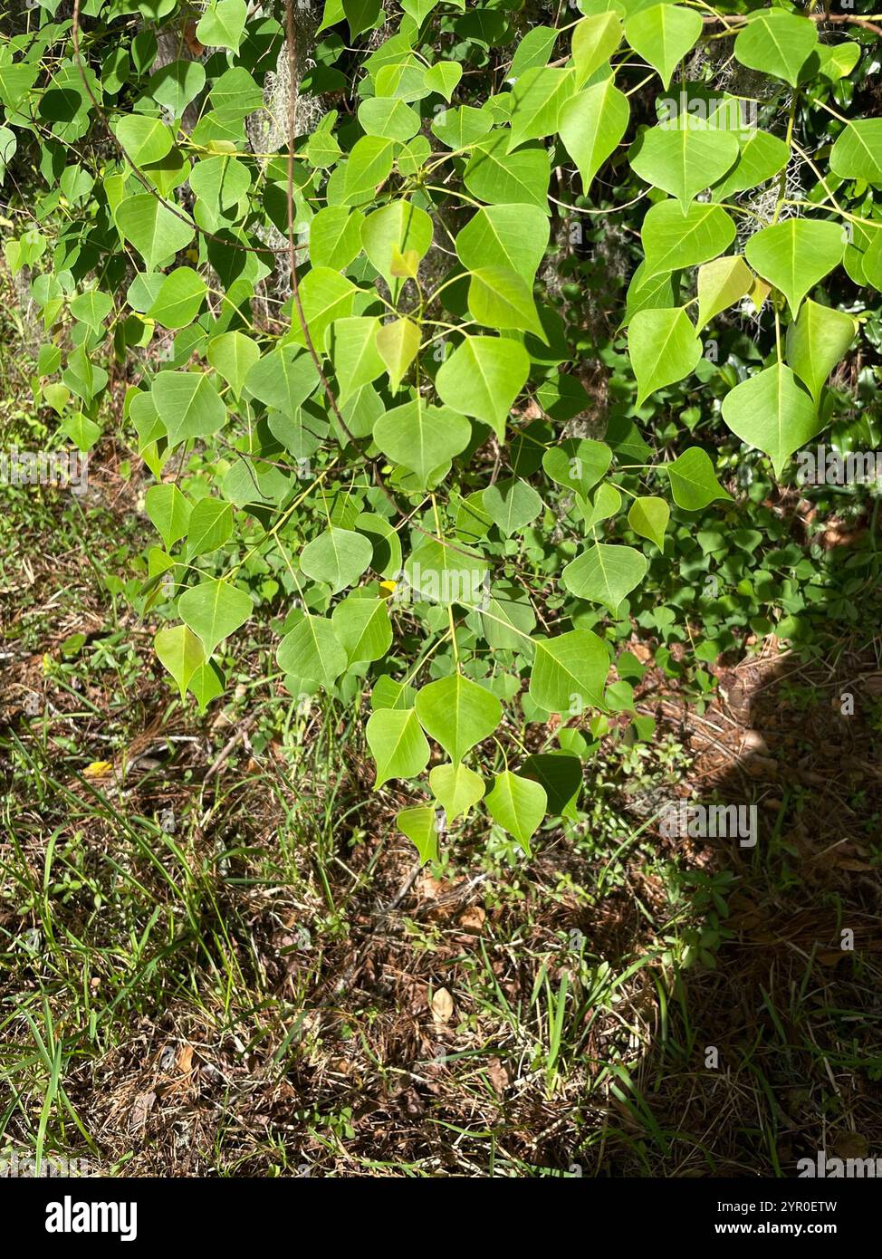 Chinese Tallow (Triadica sebifera Stock Photo - Alamy