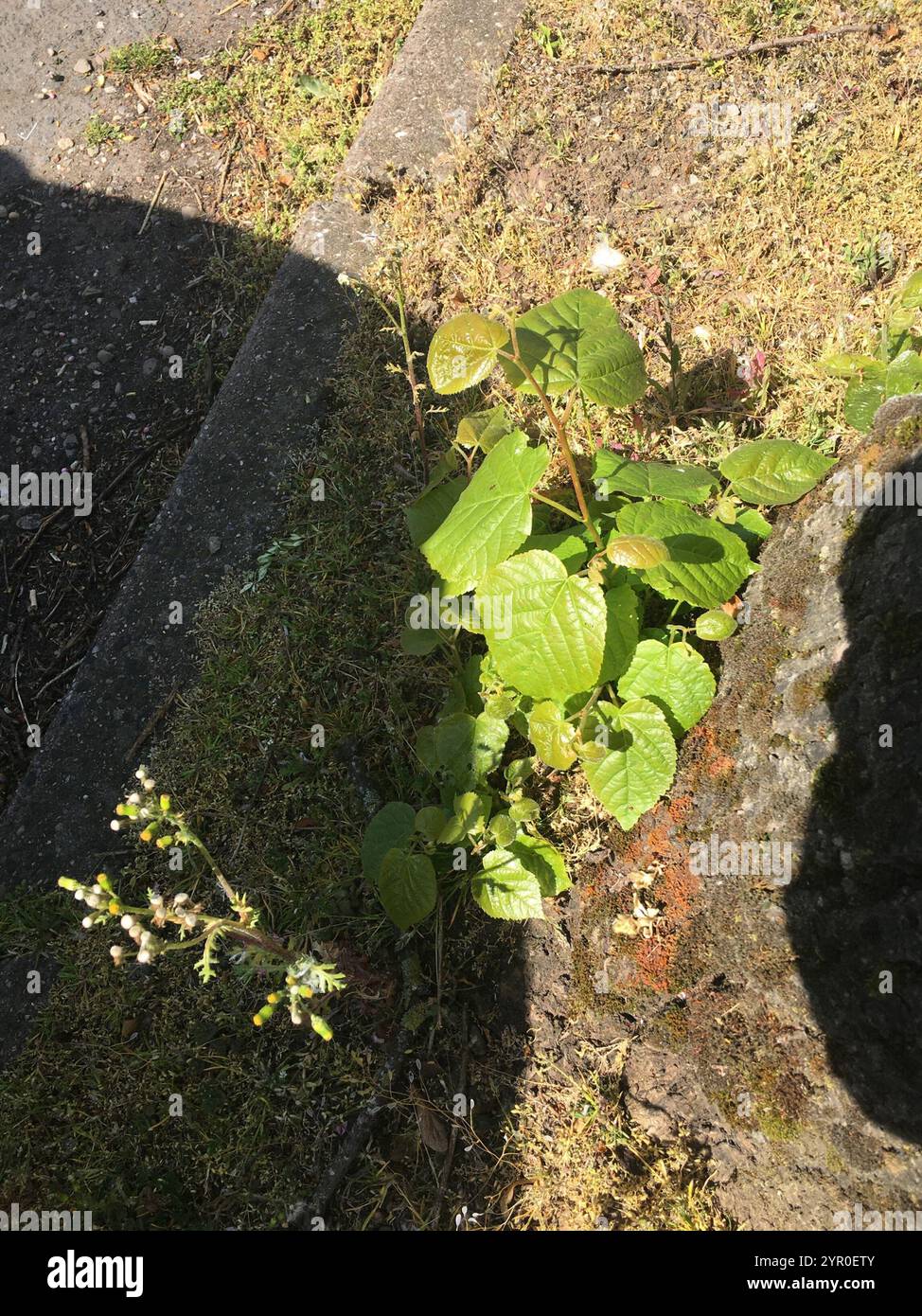 Silver Lime (Tilia tomentosa Stock Photo - Alamy