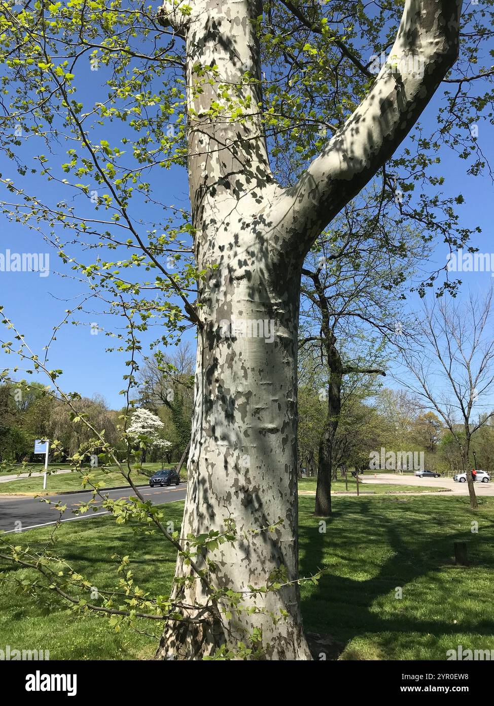 American sycamore (Platanus occidentalis Stock Photo - Alamy