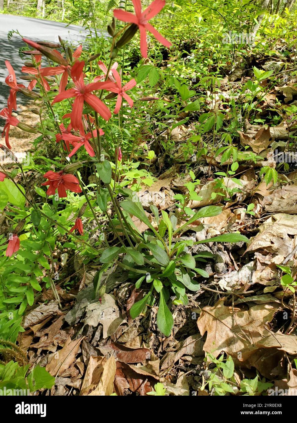 fire pink (Silene virginica Stock Photo - Alamy