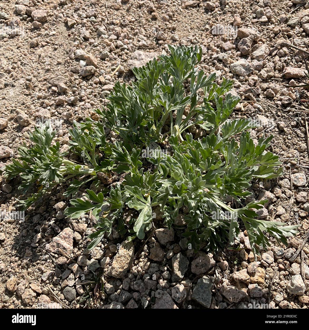 absinthe wormwood (Artemisia absinthium Stock Photo - Alamy