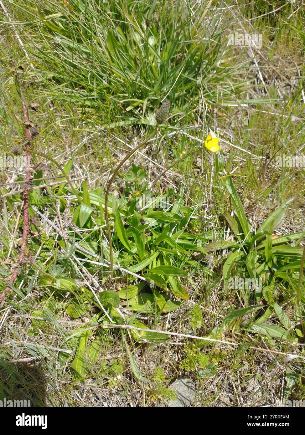 Plantainleaf buttercup hi-res stock photography and images - Alamy