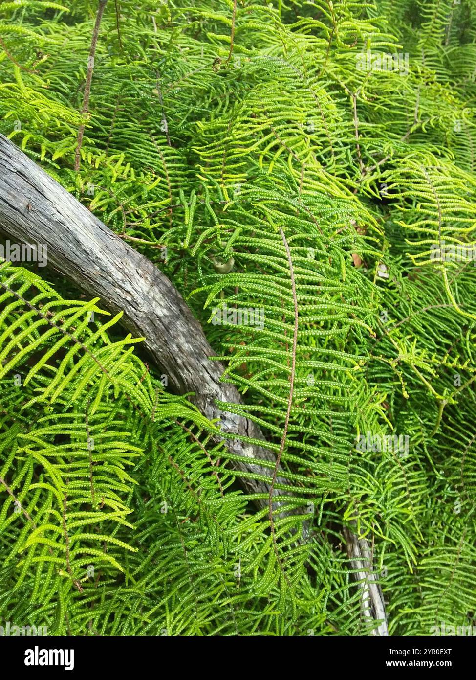 scrambling coral-fern (Gleichenia microphylla Stock Photo - Alamy