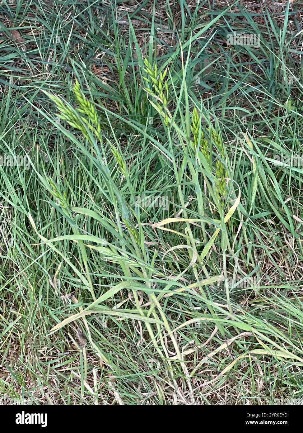 common soft brome (Bromus hordeaceus Stock Photo - Alamy
