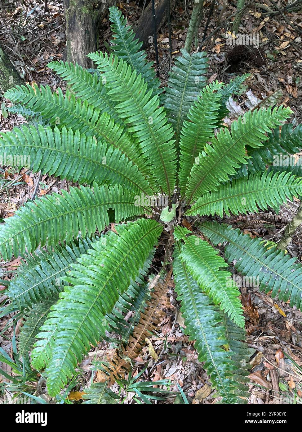 Lomaria discolor hi-res stock photography and images - Alamy