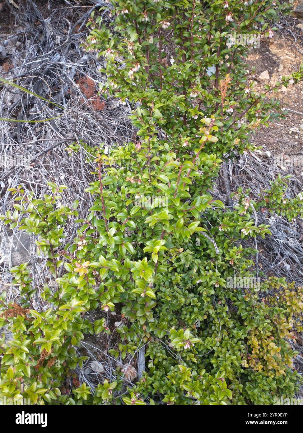 Evergreen Huckleberry (Vaccinium ovatum Stock Photo - Alamy