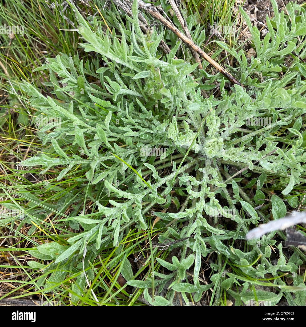 diffuse knapweed (Centaurea diffusa Stock Photo - Alamy