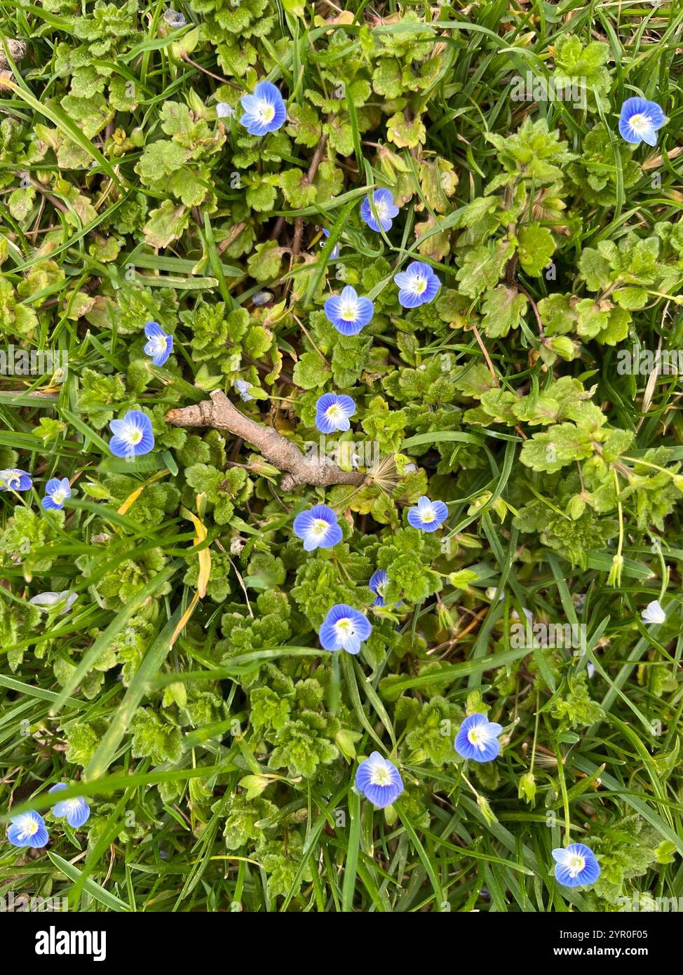 bird's-eye speedwell (Veronica persica Stock Photo - Alamy