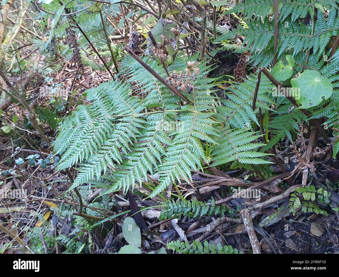 silver fern (Cyathea dealbata Stock Photo - Alamy