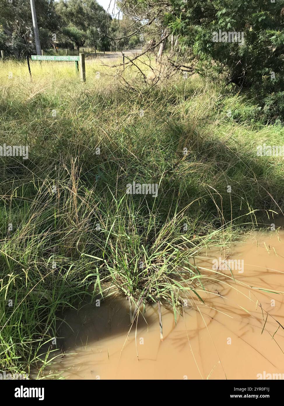 Common Eastern Froglet (Crinia signifera Stock Photo - Alamy