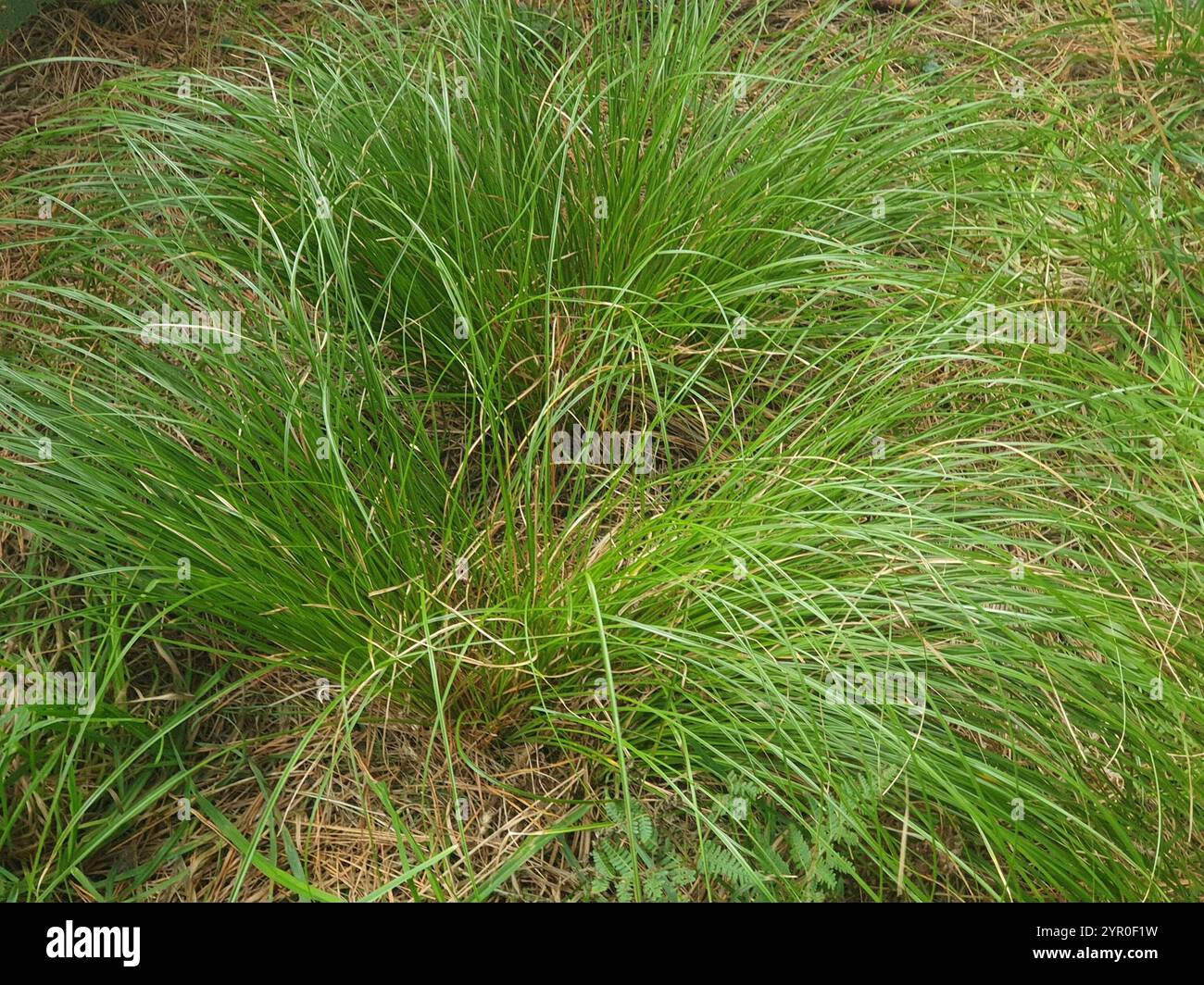 true sedges (Carex Stock Photo - Alamy
