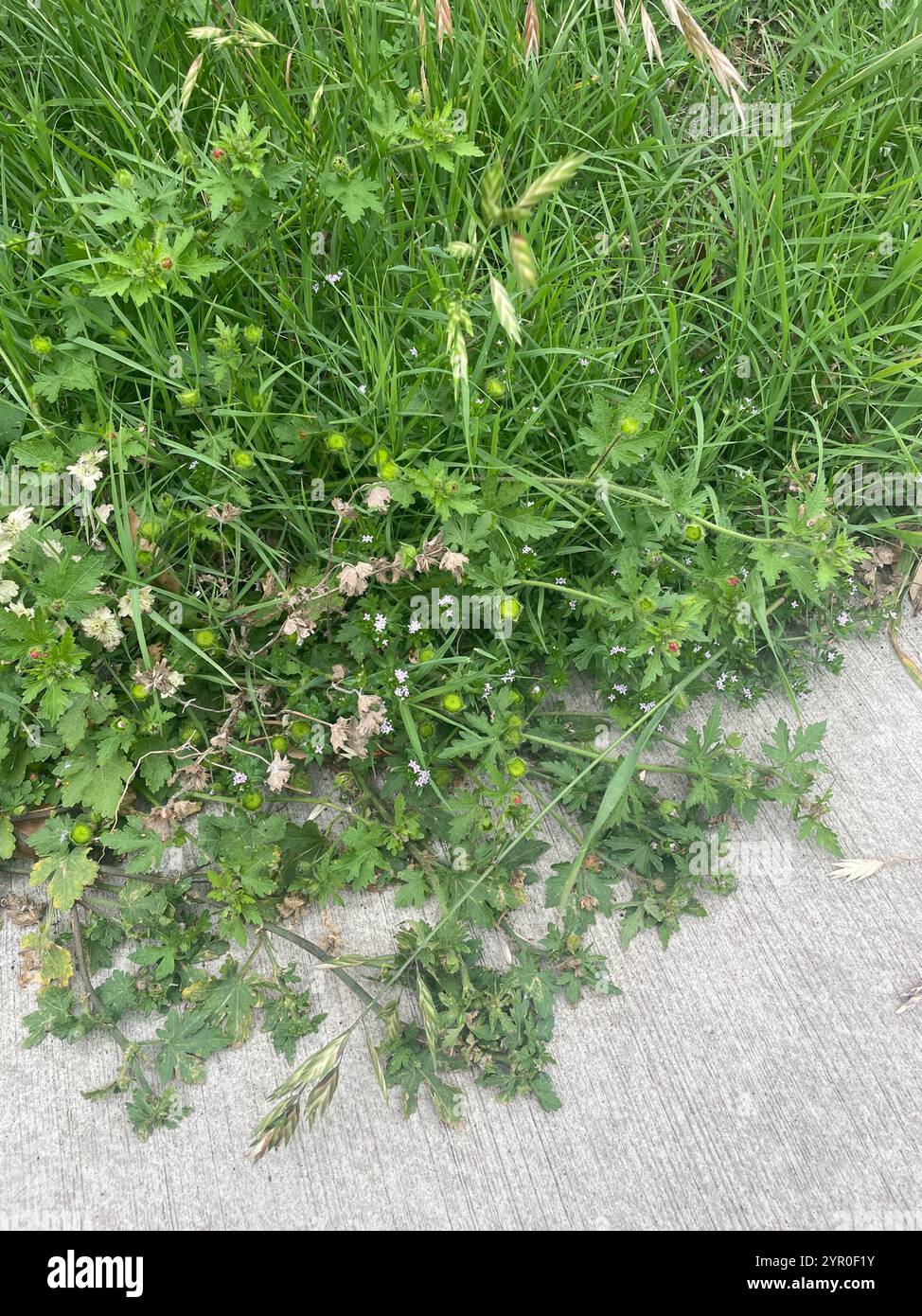 Carolina Bristlemallow (Modiola caroliniana Stock Photo - Alamy