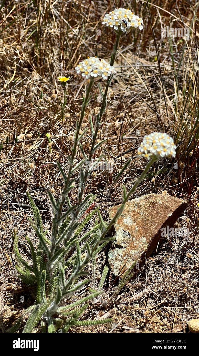 common yarrow (Achillea millefolium Stock Photo - Alamy