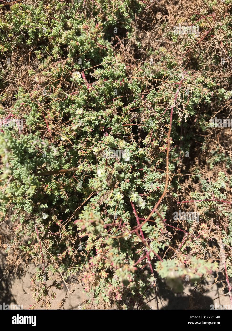 Short-leaf Bluebush (Maireana brevifolia Stock Photo - Alamy