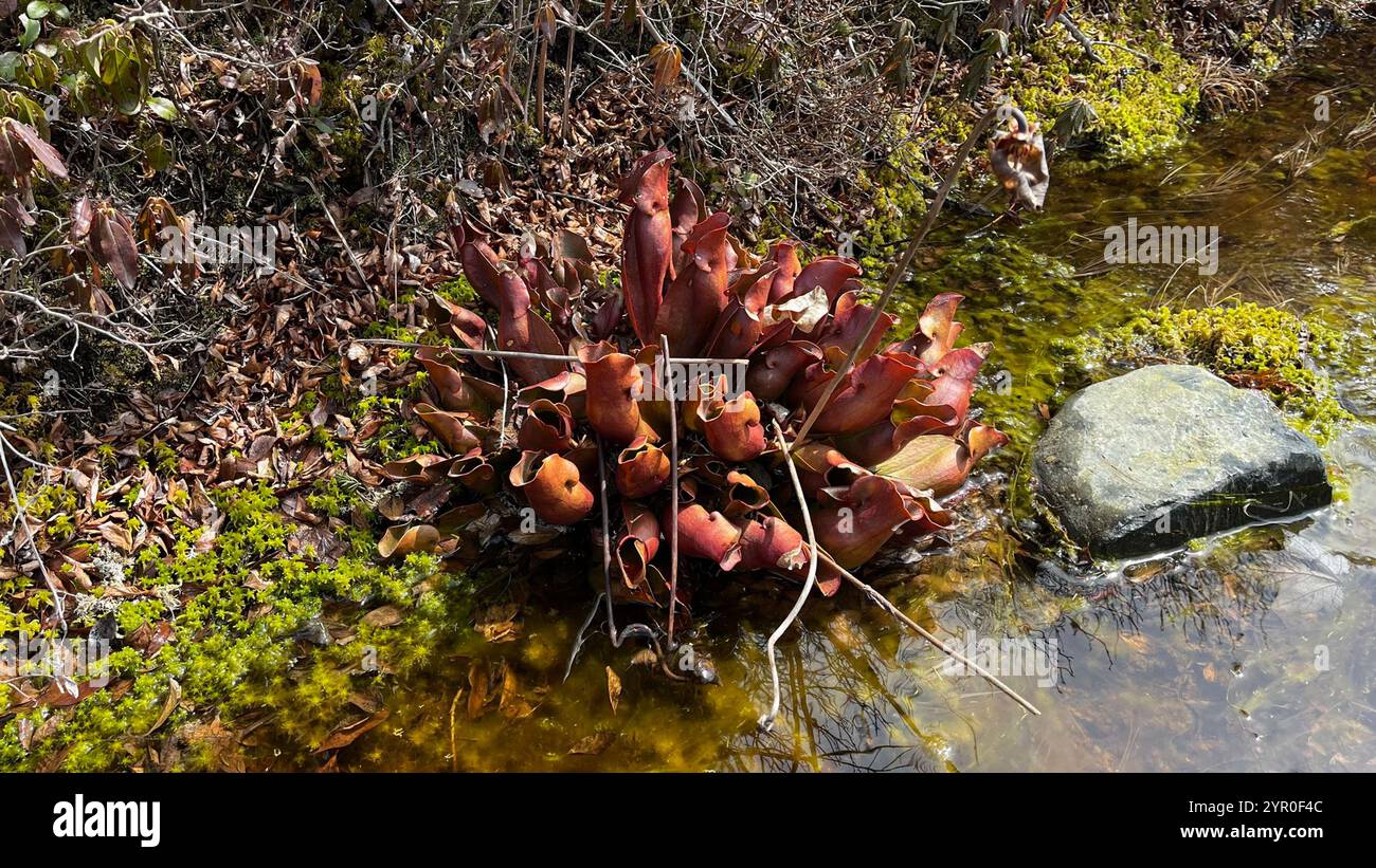 northern purple pitcher plant (Sarracenia purpurea purpurea Stock Photo ...
