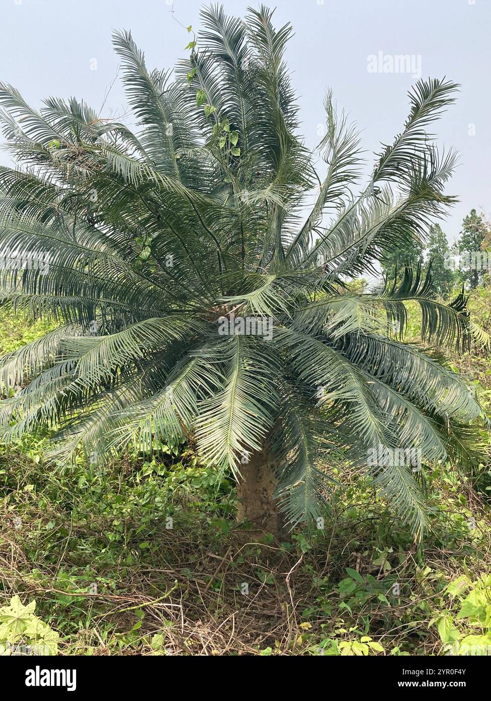 Cycas cycas pectinata hi-res stock photography and images - Alamy
