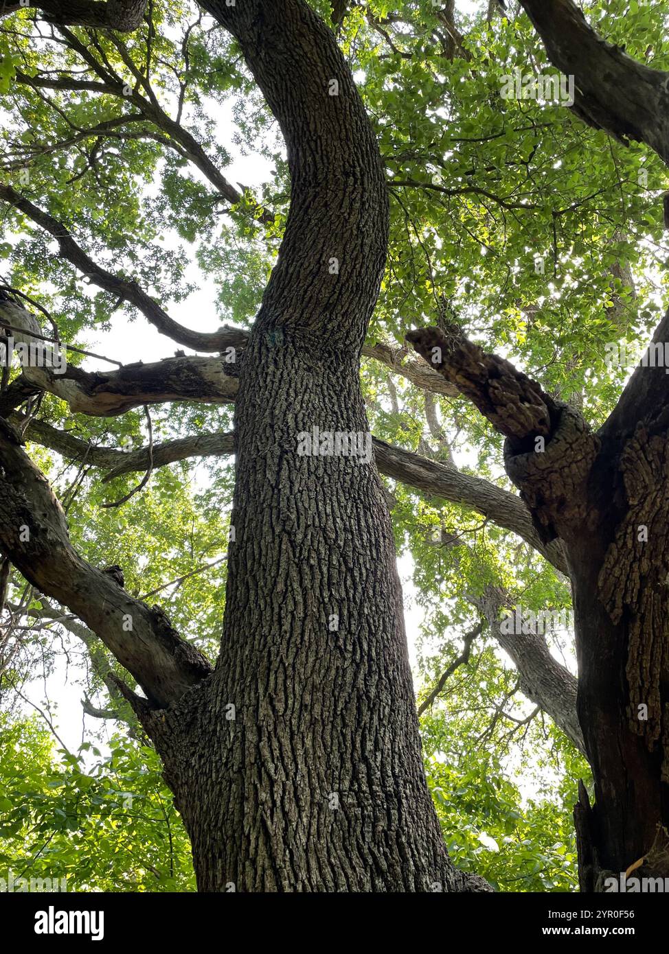 southern live oak (Quercus virginiana Stock Photo - Alamy